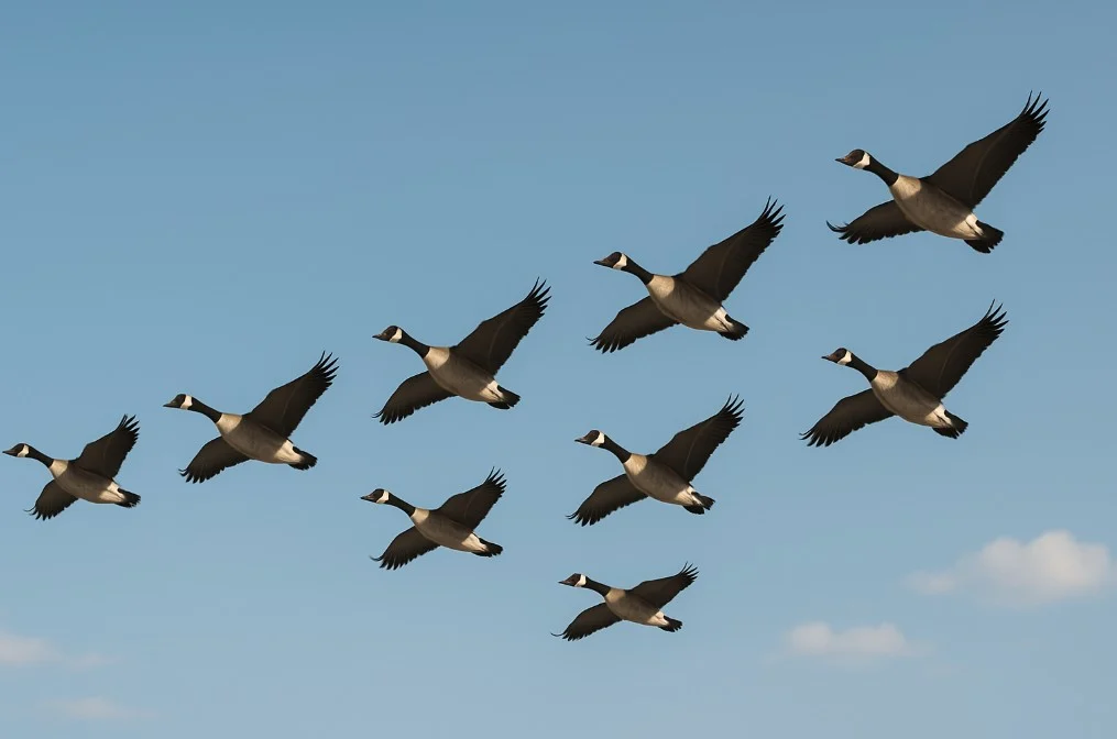 Why Do Geese Fly in a V?